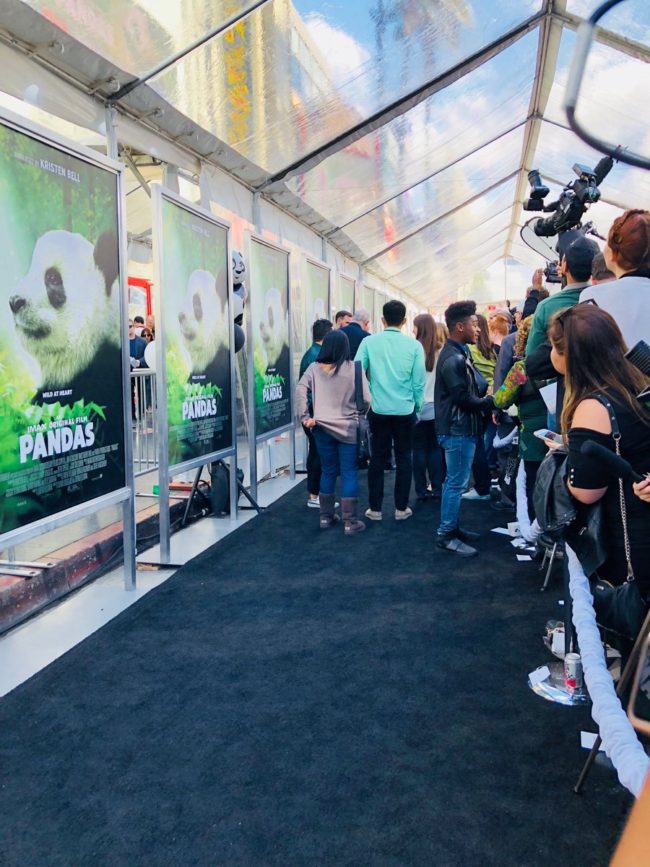 IMAX® original film “Pandas” is a breathtaking documentary adventure ...